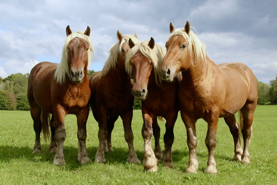 Zones d'élevage | Association Nationale du Cheval de Trait Comtois