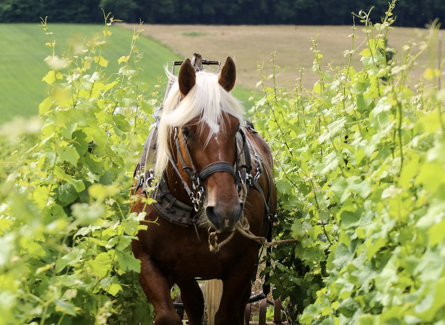 Accueil | Association Nationale du Cheval de Trait Comtois